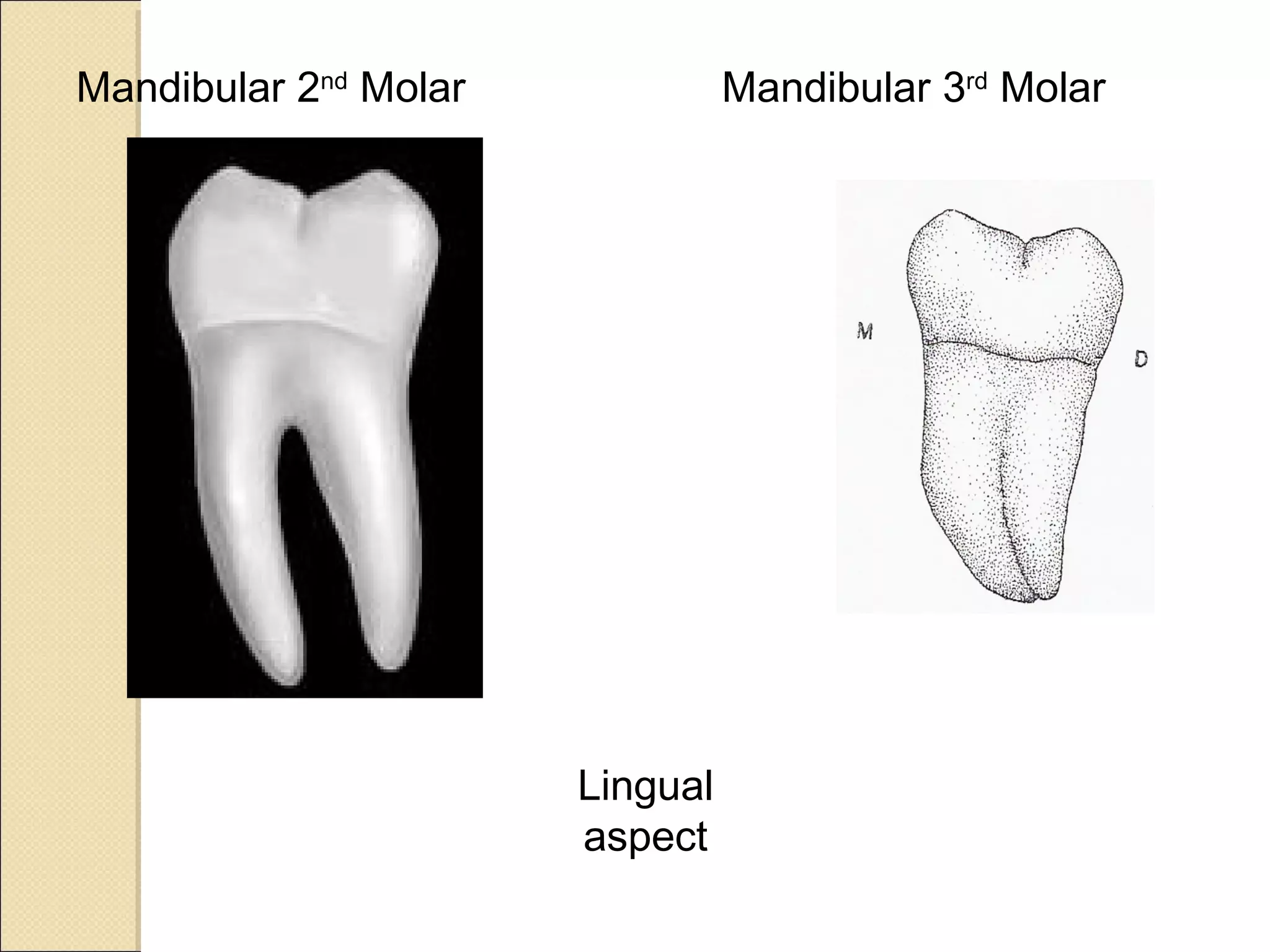 morphology of mandibular 1st,2nd,3rd molars teeth | PPT