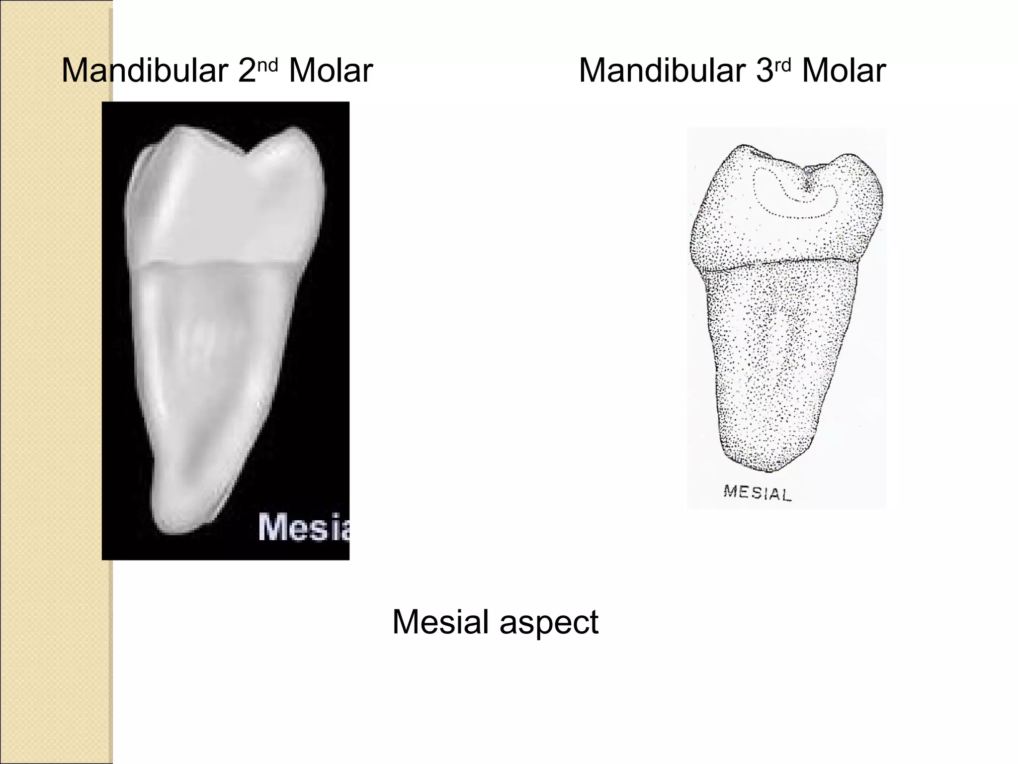 morphology of mandibular 1st,2nd,3rd molars teeth | PPT