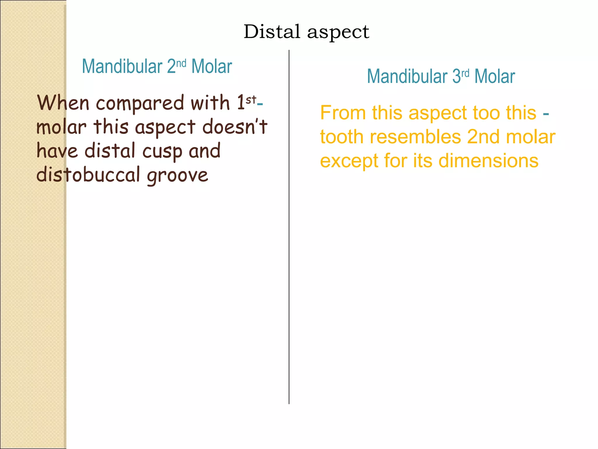 morphology of mandibular 1st,2nd,3rd molars teeth | PPT