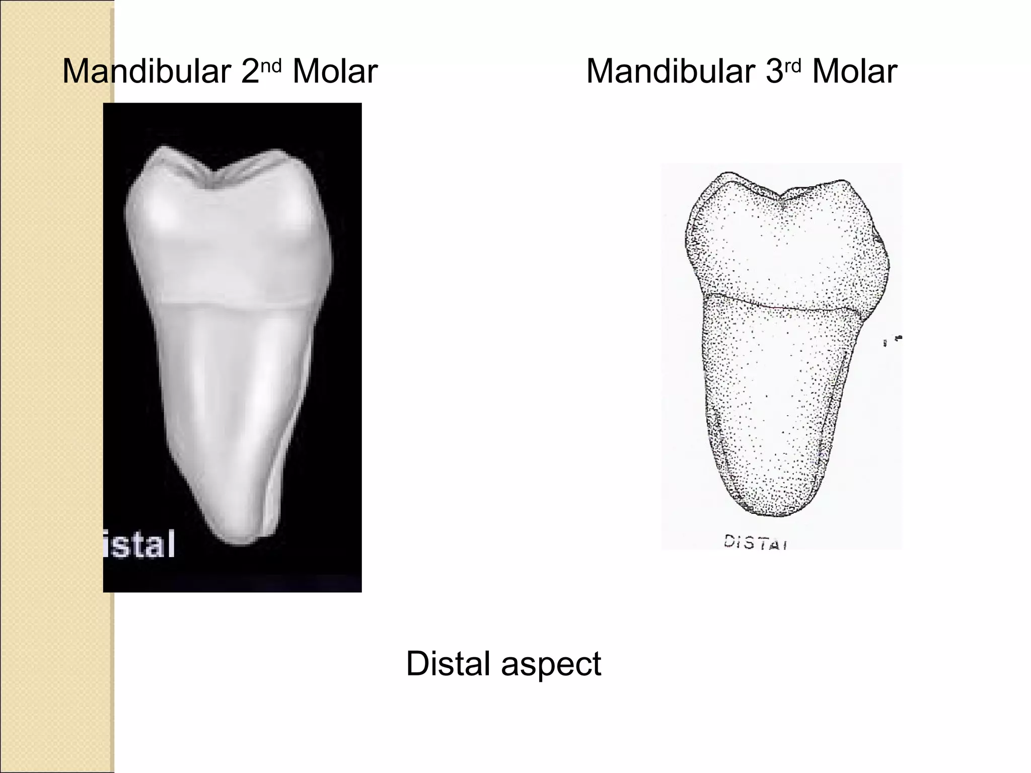 morphology of mandibular 1st,2nd,3rd molars teeth | PPT