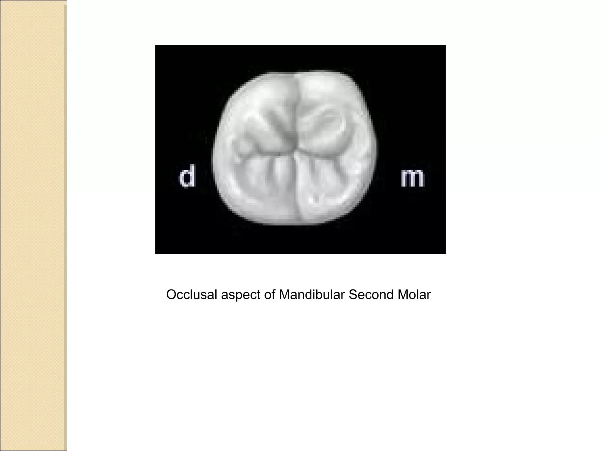 morphology of mandibular 1st,2nd,3rd molars teeth | PPT