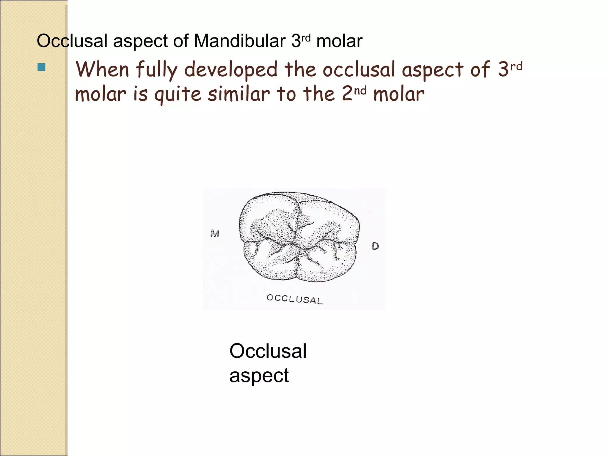 morphology of mandibular 1st,2nd,3rd molars teeth | PPT