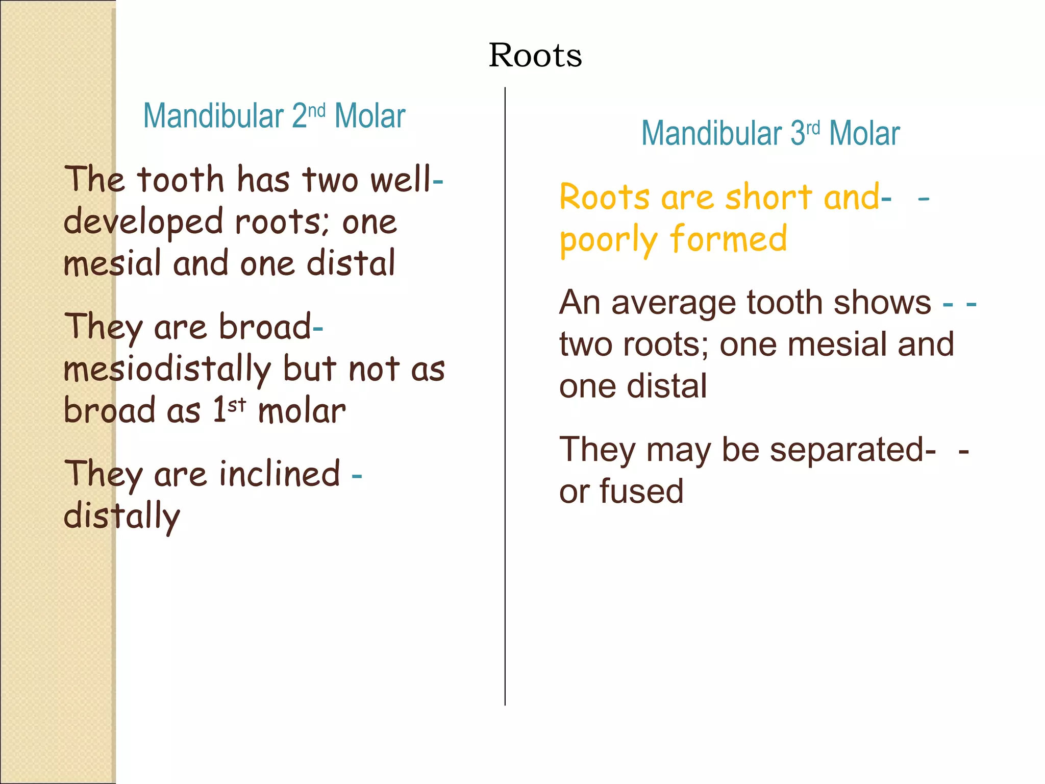 morphology of mandibular 1st,2nd,3rd molars teeth | PPT