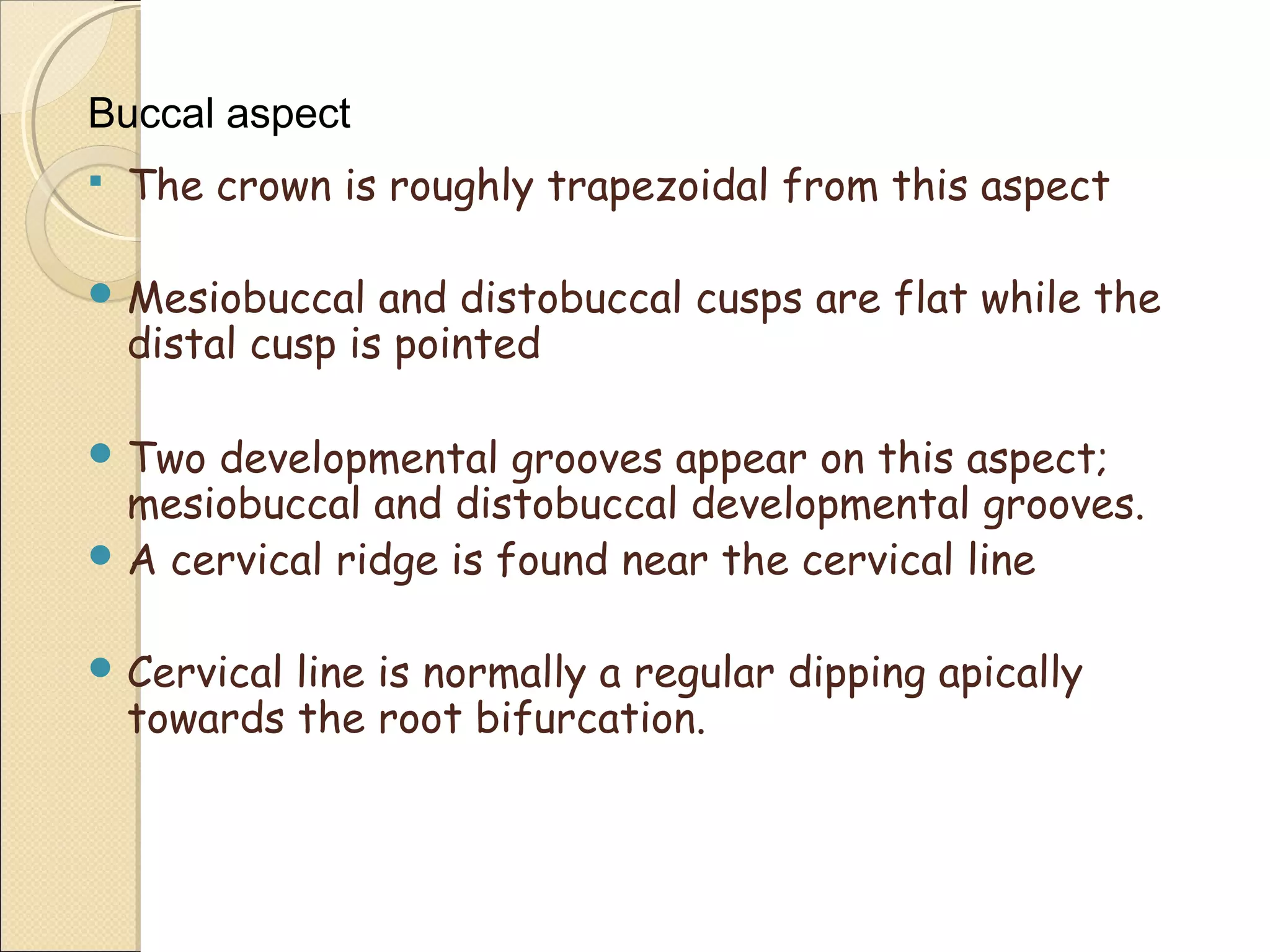 morphology of mandibular 1st,2nd,3rd molars teeth | PPT