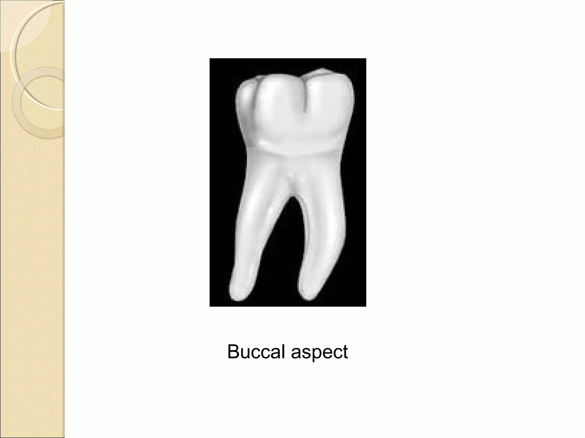 morphology of mandibular 1st,2nd,3rd molars teeth | PPT