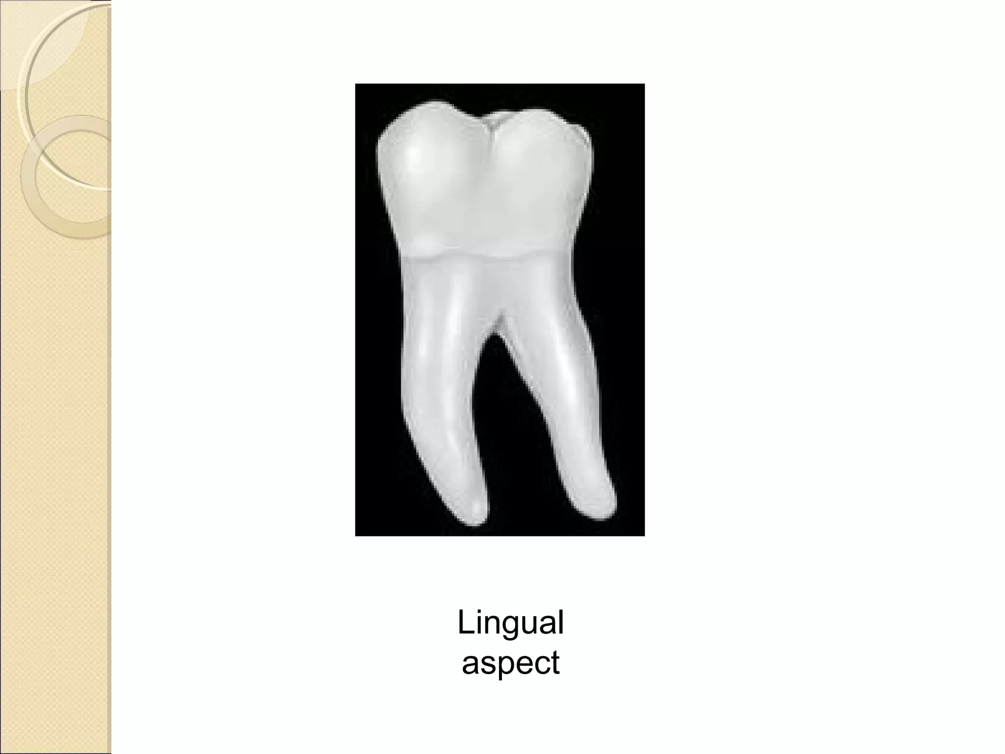morphology of mandibular 1st,2nd,3rd molars teeth | PPT
