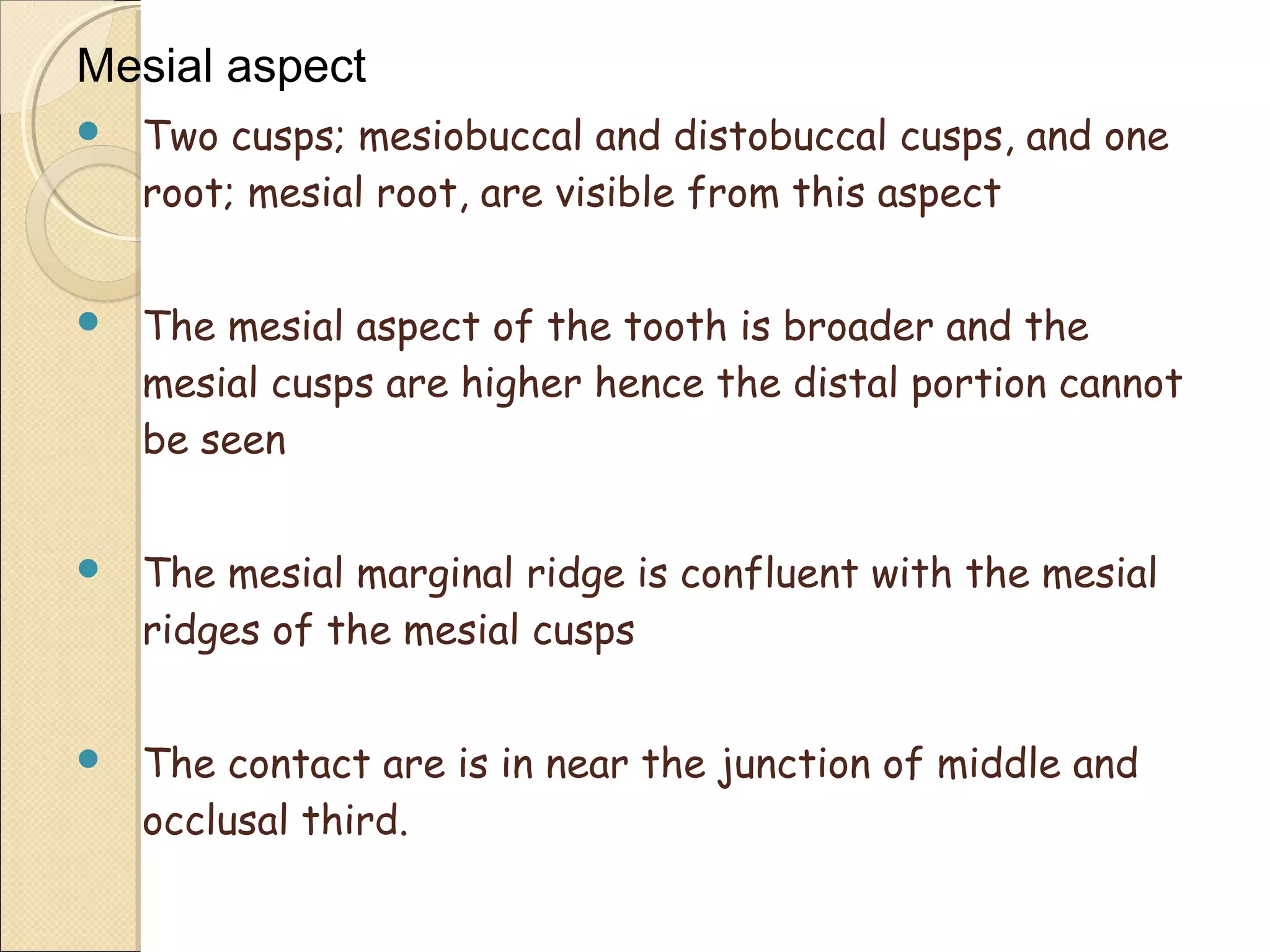 morphology of mandibular 1st,2nd,3rd molars teeth | PPT