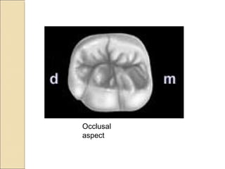 morphology of mandibular 1st,2nd,3rd molars teeth | PPT