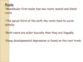 morphology of mandibular 1st,2nd,3rd molars teeth | PPT