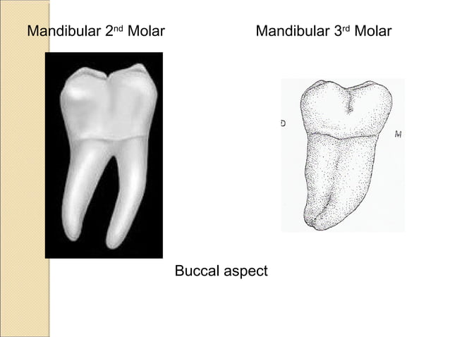 morphology of mandibular 1st,2nd,3rd molars teeth | PPT