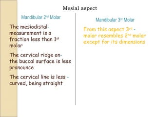 morphology of mandibular 1st,2nd,3rd molars teeth | PPT