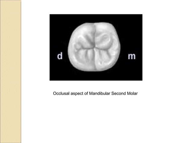 morphology of mandibular 1st,2nd,3rd molars teeth | PPT