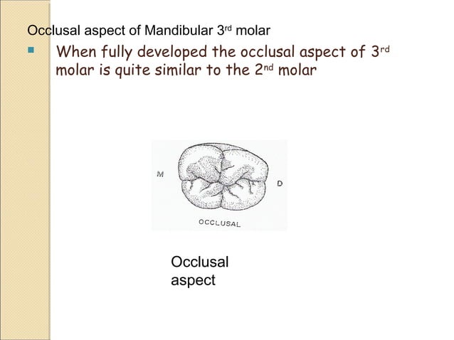 morphology of mandibular 1st,2nd,3rd molars teeth | PPT