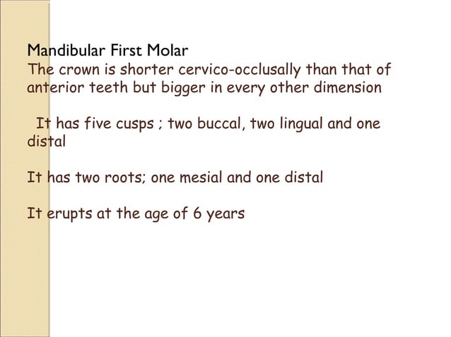 morphology of mandibular 1st,2nd,3rd molars teeth | PPT