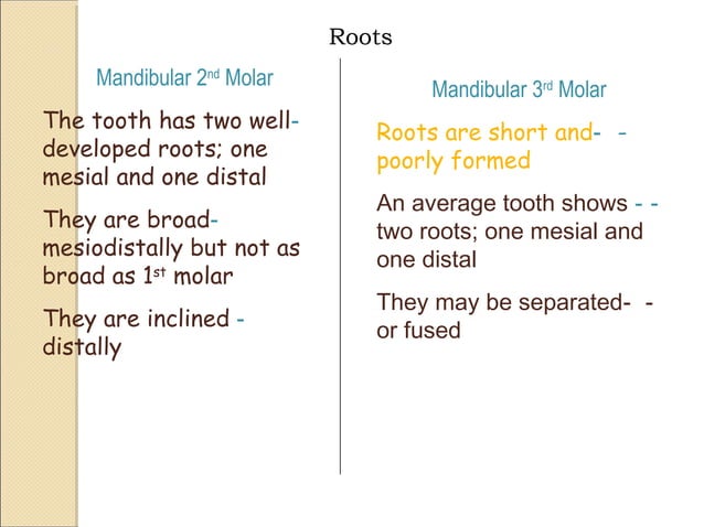 morphology of mandibular 1st,2nd,3rd molars teeth | PPT