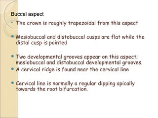 morphology of mandibular 1st,2nd,3rd molars teeth | PPT