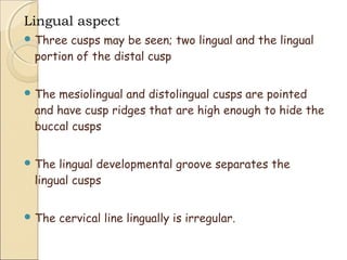 morphology of mandibular 1st,2nd,3rd molars teeth | PPT