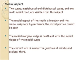 morphology of mandibular 1st,2nd,3rd molars teeth | PPT
