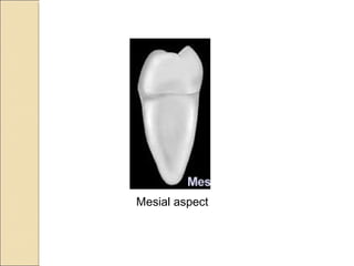 morphology of mandibular 1st,2nd,3rd molars teeth | PPT