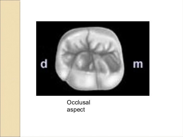 morphology of mandibular 1st,2nd,3rd molars teeth