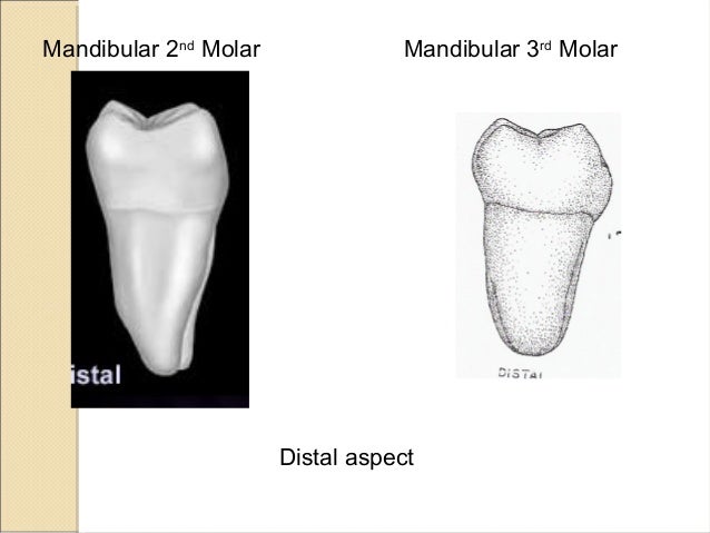 morphology of mandibular 1st,2nd,3rd molars teeth