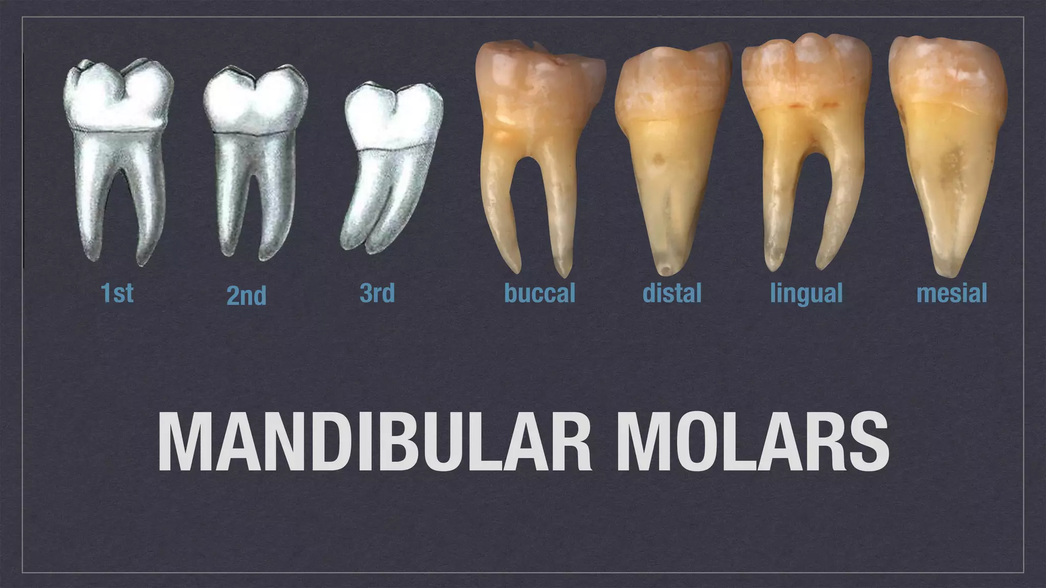 Mandibular molars | PPT