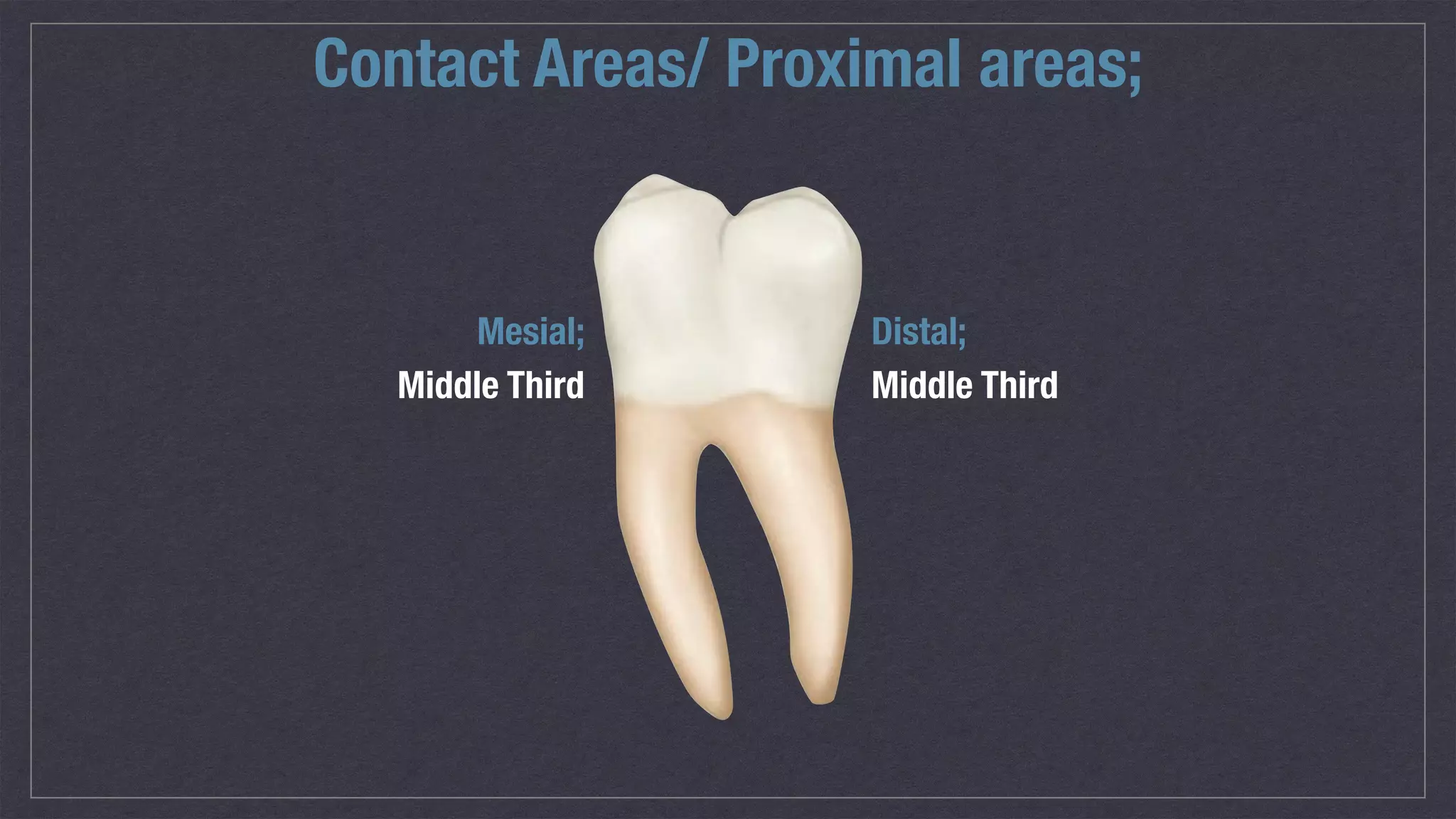 Mandibular molars | PPT