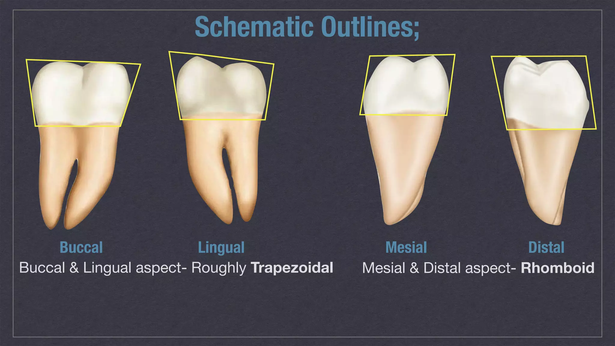Mandibular molars | PPT