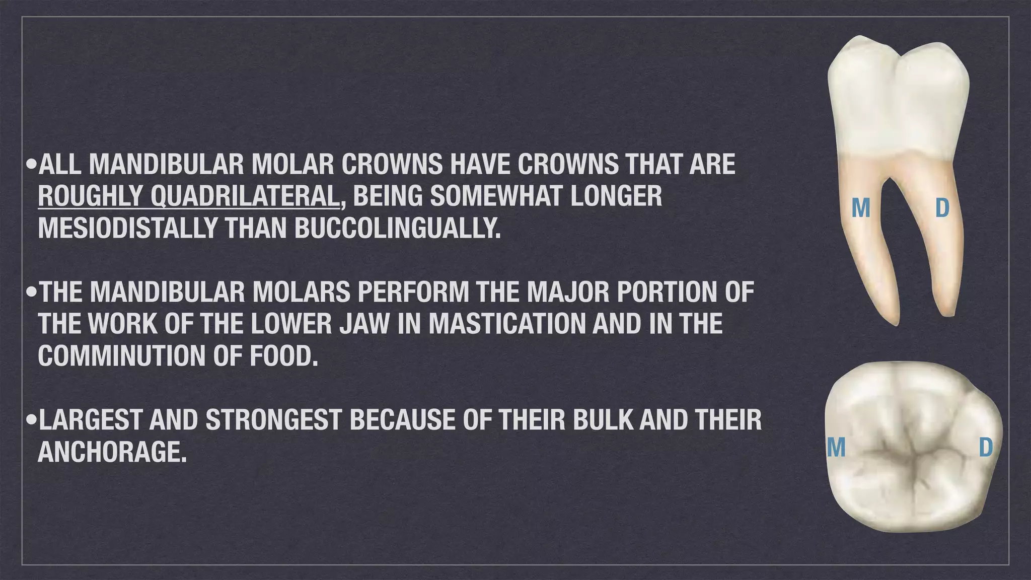 Mandibular molars | PPT