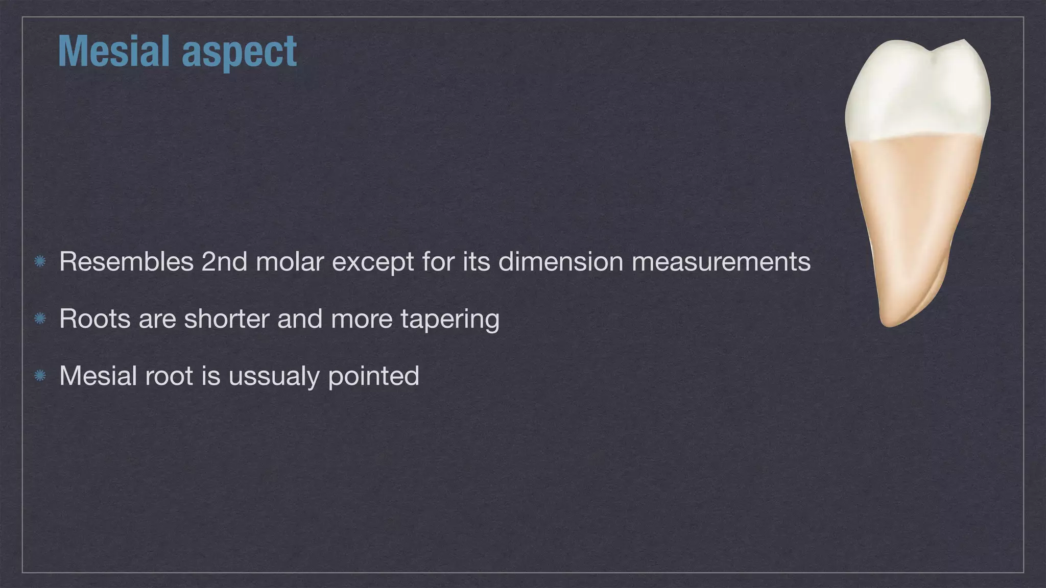 Mandibular molars | PPT