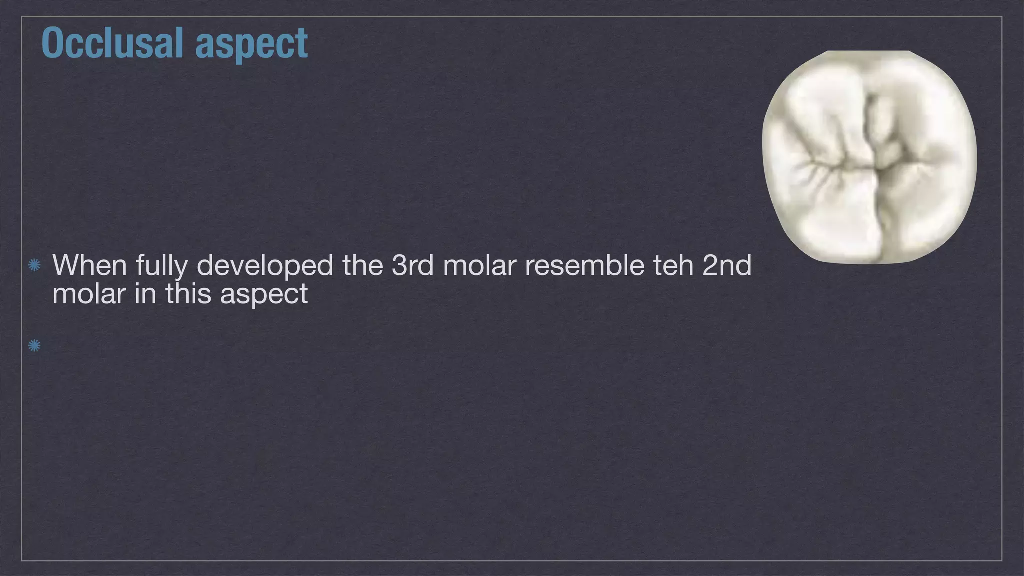 Mandibular molars | PPT