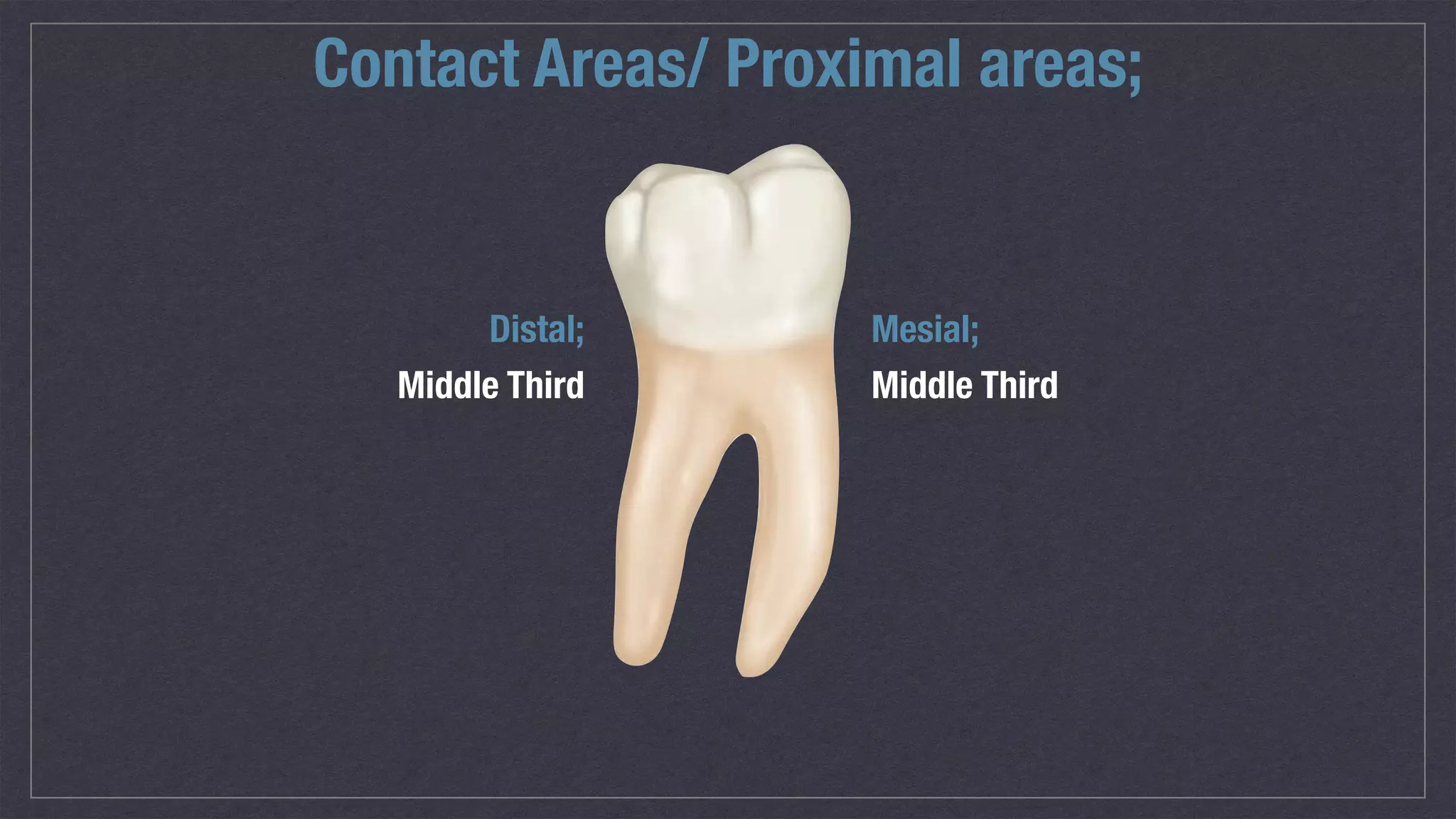 Mandibular molars | PPT