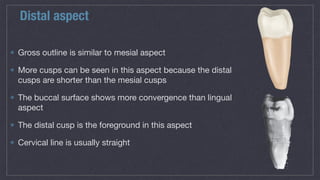 Mandibular molars | PPT