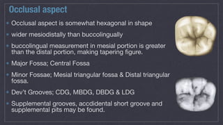 Mandibular molars | PPT