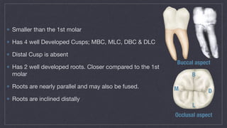 Mandibular molars | PDF