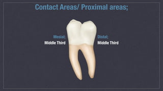 Mandibular molars | PPT