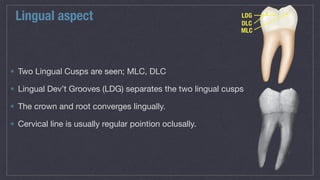 Mandibular molars | PPT