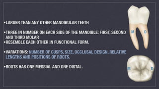Mandibular molars | PDF