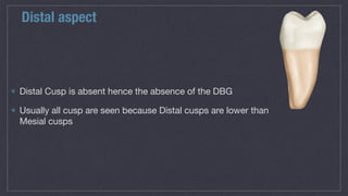 Mandibular molars | PPT