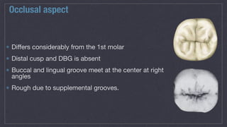 Mandibular molars | PPT