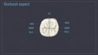 Mandibular molars | PPT