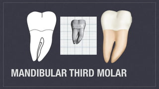 Mandibular molars | PPT
