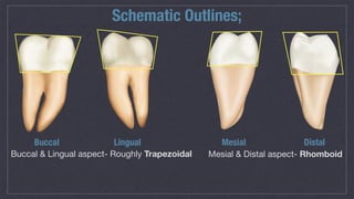 Mandibular molars | PPT