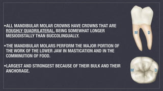 Mandibular molars | PDF