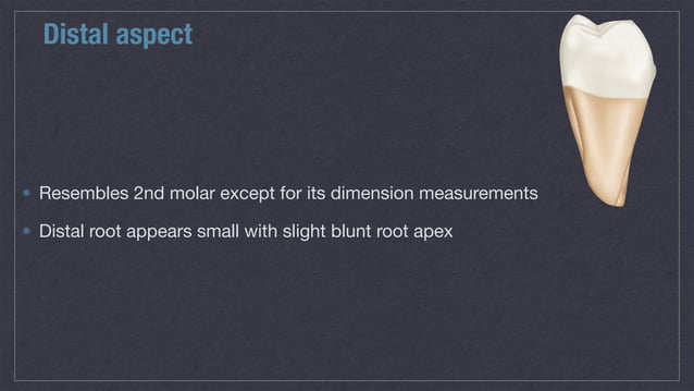 Mandibular molars | PPT