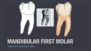 Mandibular molars | PDF