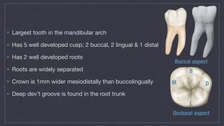 Mandibular molars | PDF