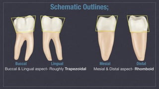 Mandibular molars | PDF