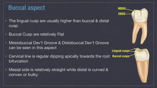 Mandibular molars | PPT