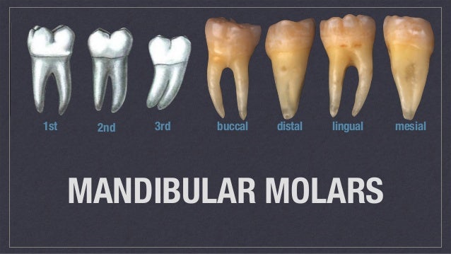 Mandibular molars